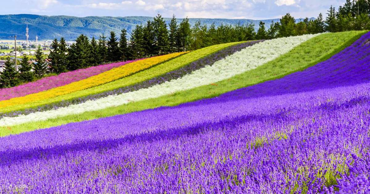 Patchwork Road & Shikisai-no-oka & Blue Pond & Shirahige Falls & Furano ...