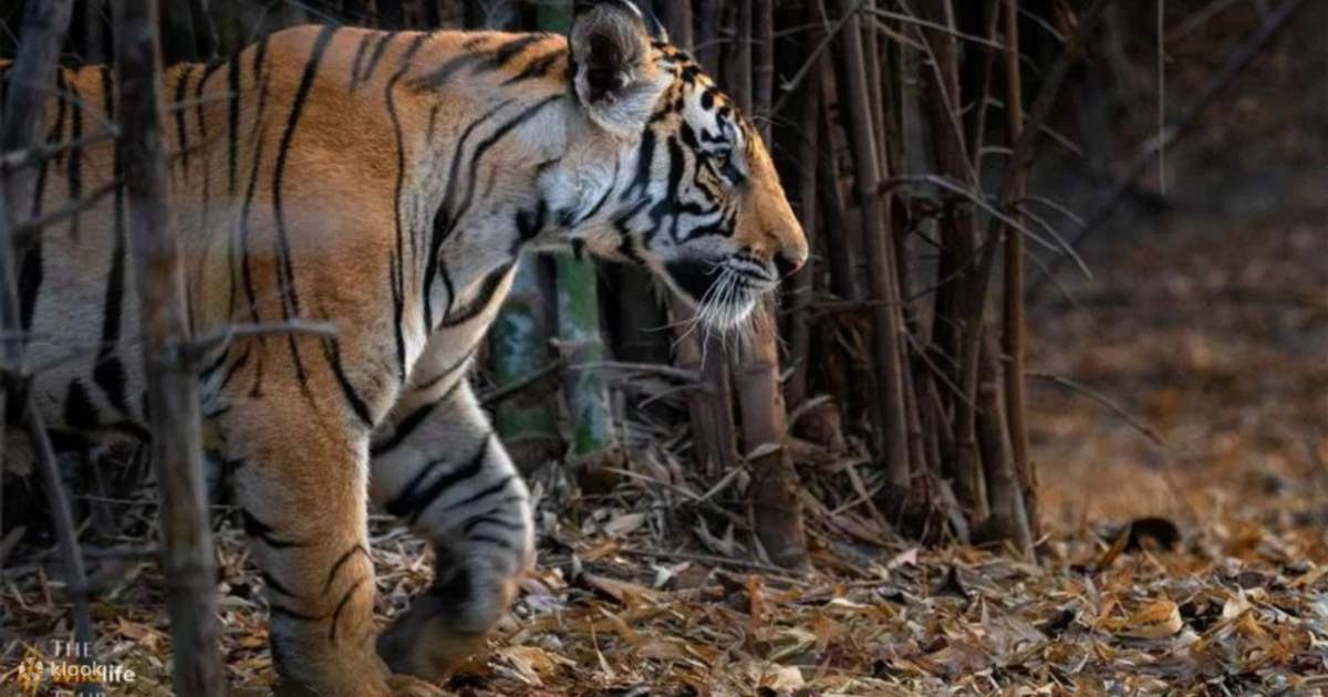 Mumbai: Gua Kanheri dan Kuil Pagoda Emas - Klook Amerika Syarikat