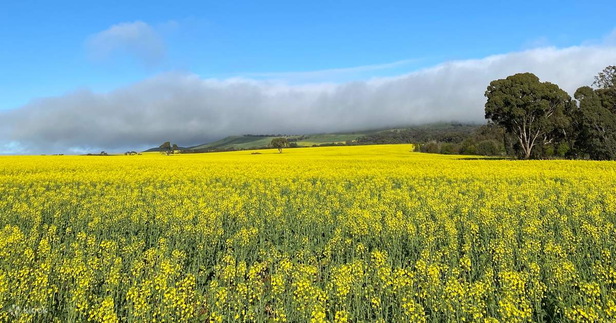 Vol panoramique privé en canola et dégustation de vins - Klook États-Unis