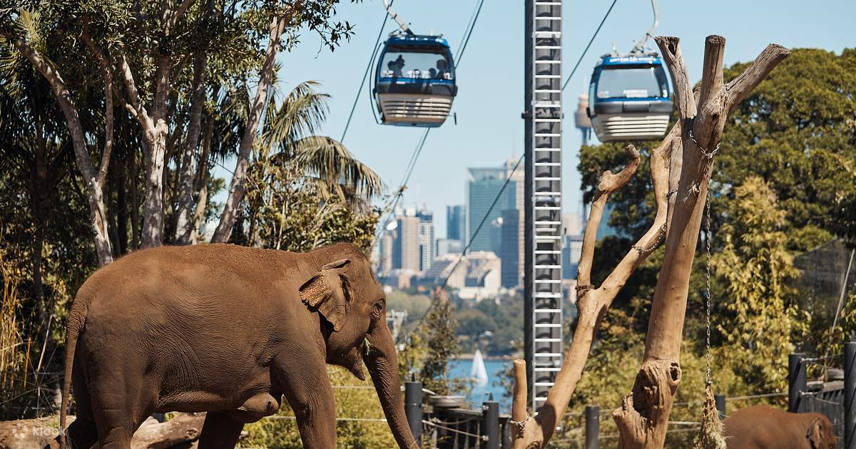 Taronga Zoo and Sydney Harbour Hopper Admission - Klook