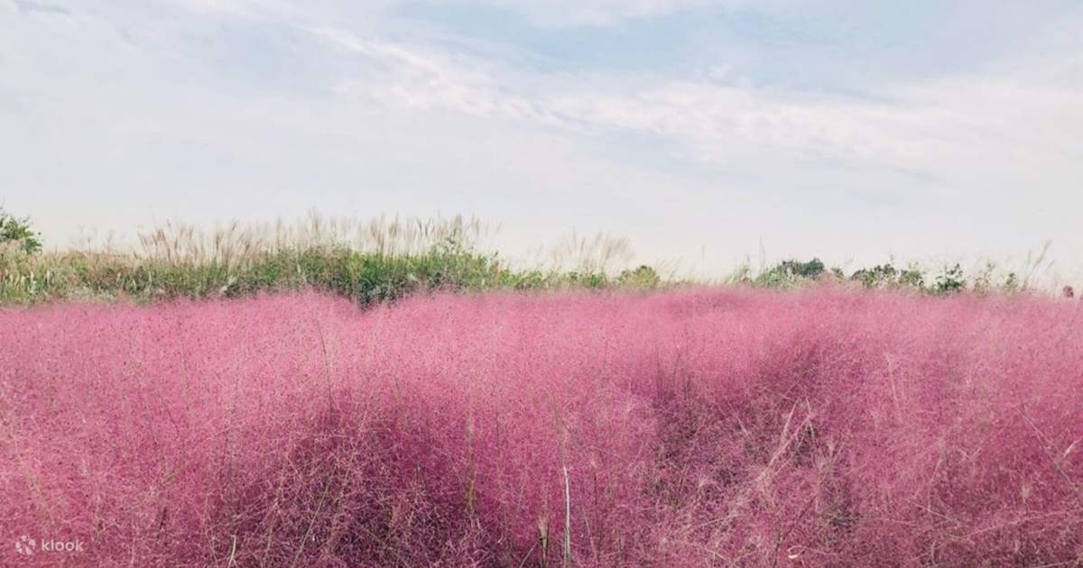 Kochia Scoparia, Pink Muhly Grass, & Dumulmeori Half Day Tour - Klook ...