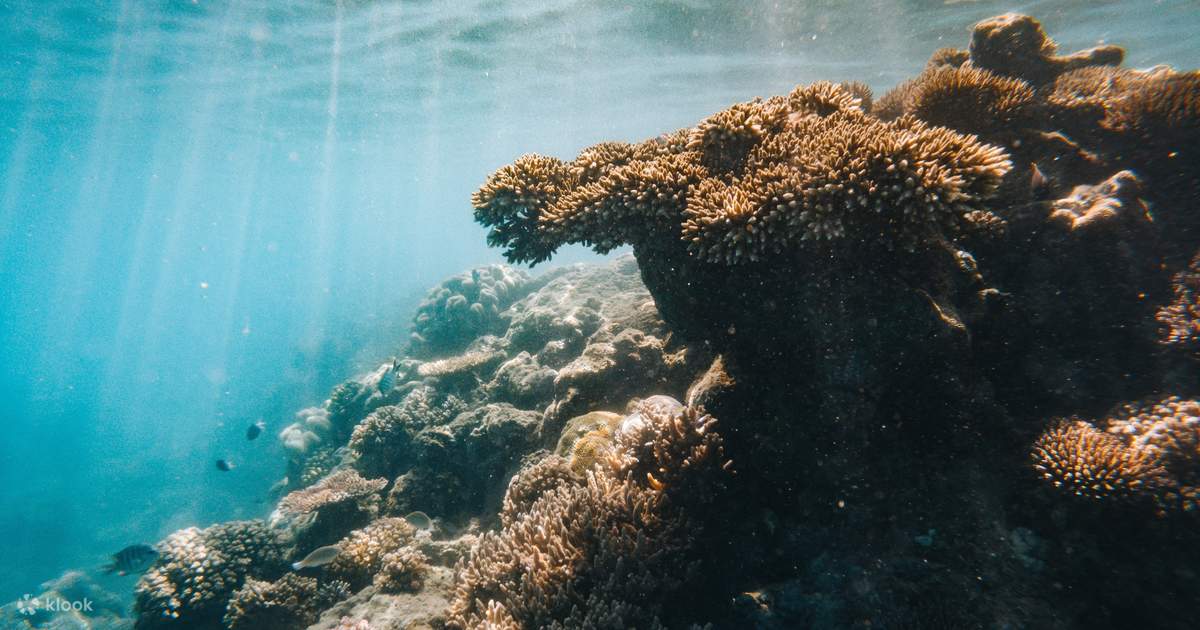 Great Barrier Reef Snorkel & Islands Day Tour from Mackay Harbour - 클룩 ...