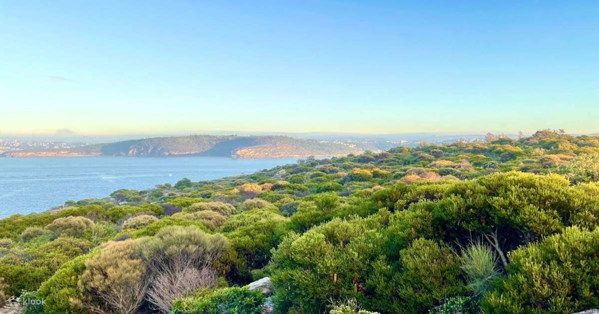 North Head Wildlife Meanders in Mosman - Klook