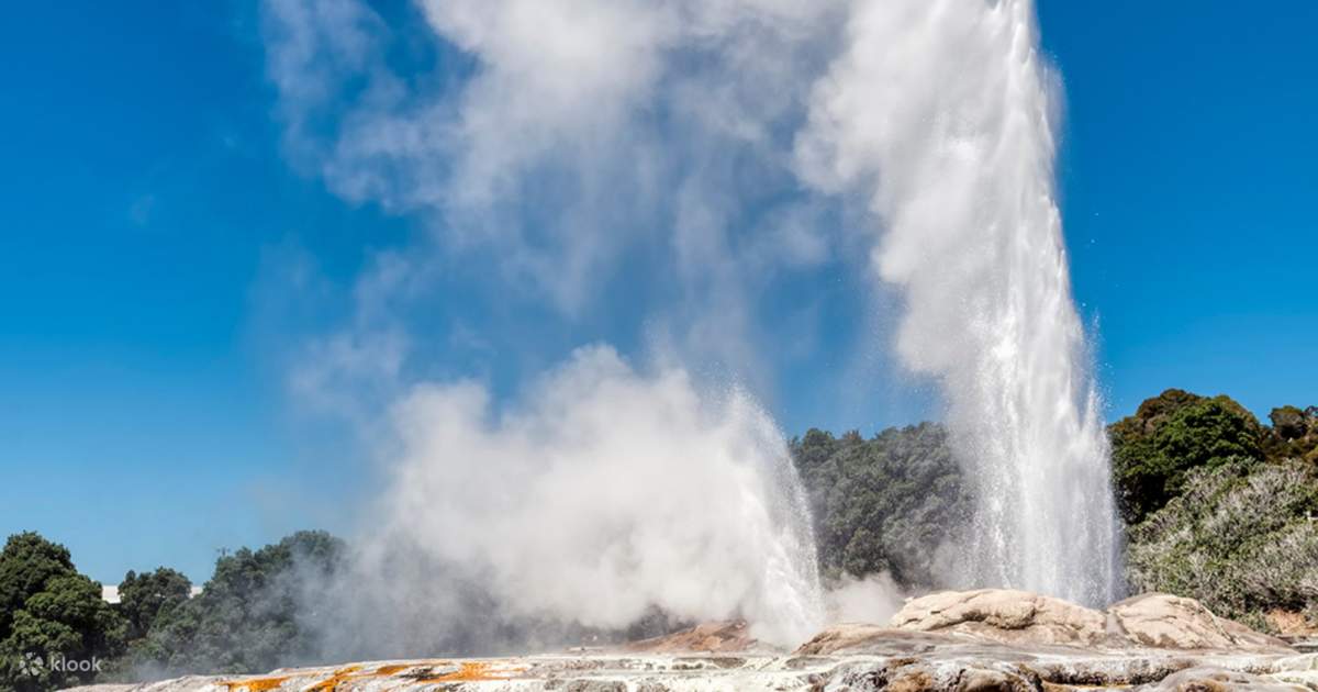 Waitomo and Rotorua Day Tour from Auckland with Te Puia - 클룩 KLOOK 한국