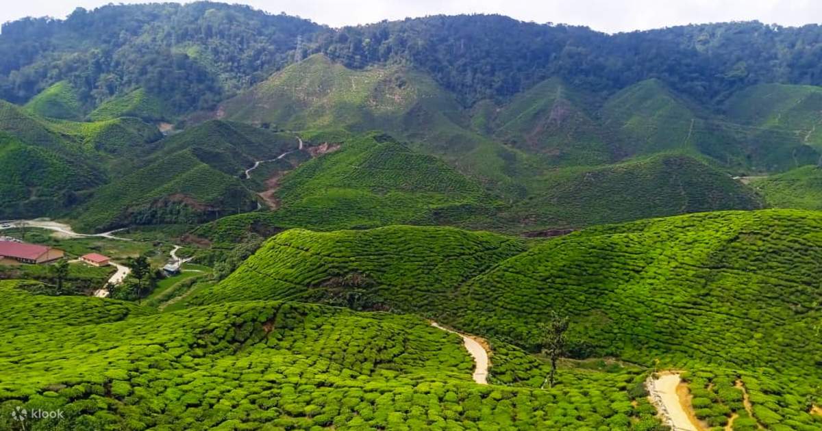 Explore Cameron Highlands: Private or Join In Day Tour from Kuala ...