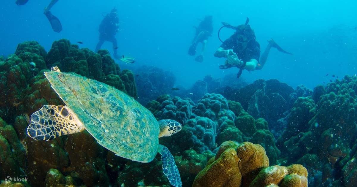 Explore the Depths with a Dive Trip to Koh Rang National Park at PADI 5 ...