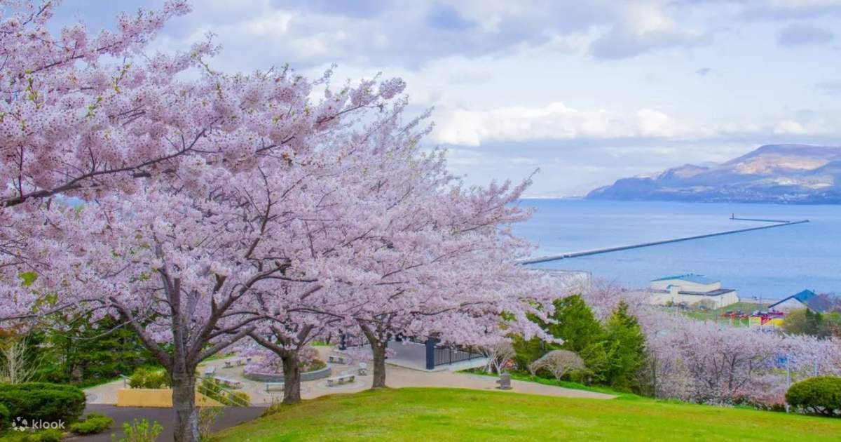 Otaru Cherry Blossom Viewing & Chitose Salmon Countercurrent & Lake ...