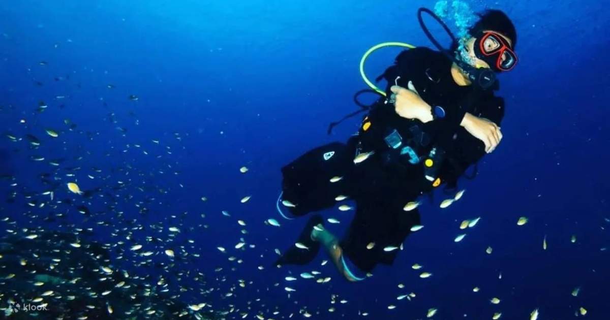 Experience the Underwater World: 7 Dives Package in Redang with PADI ...