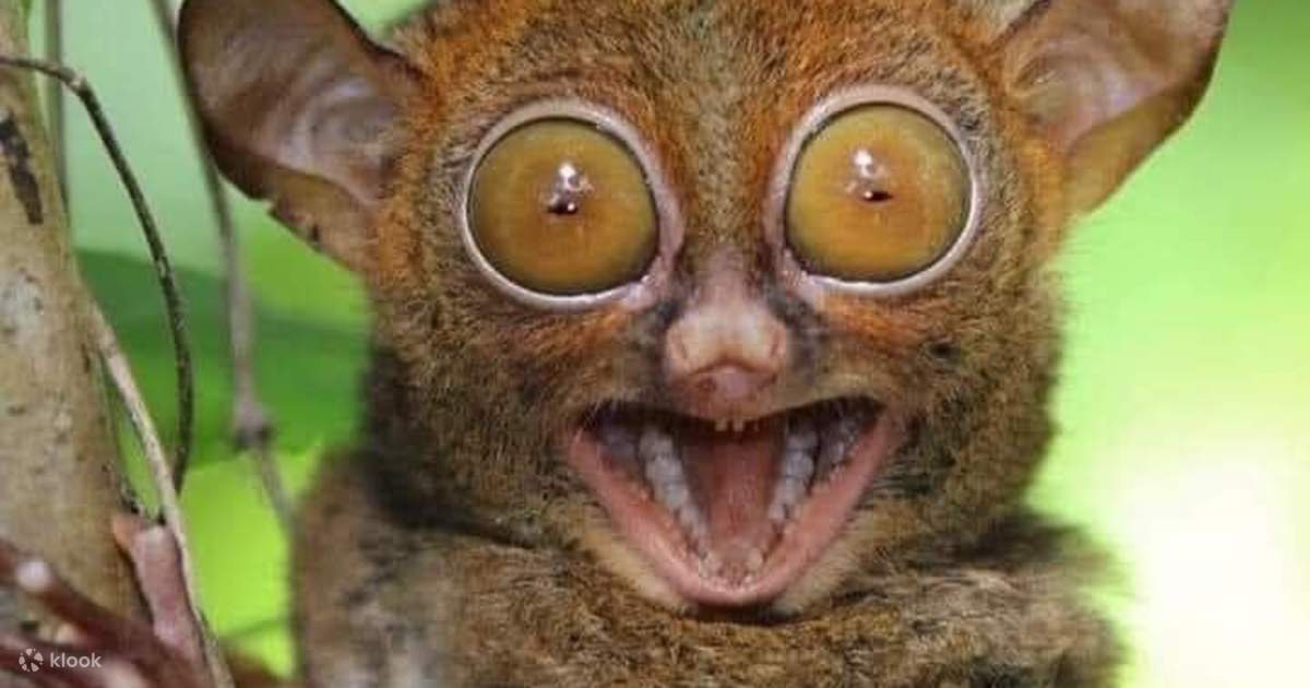 Bohol Countryside Day Tour All In Package - Explore the Best of Bohol ...