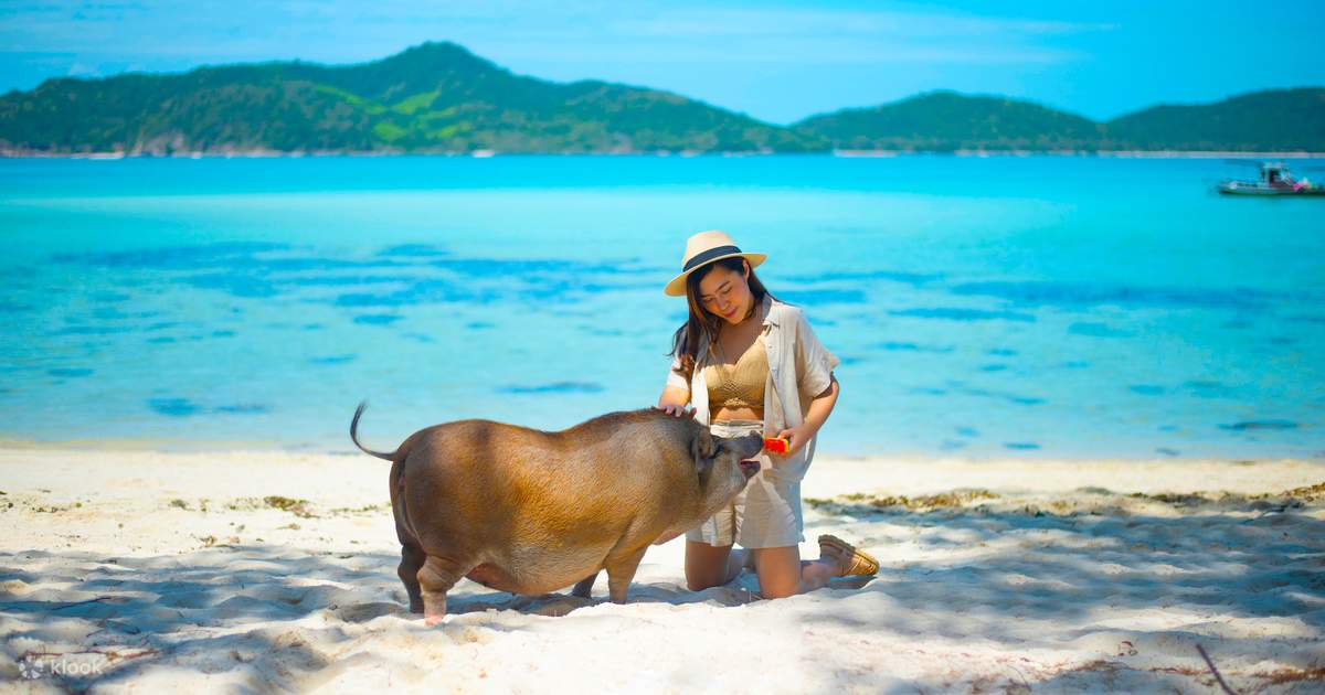 Koh Samui: Private Longtail Tour to Pig Island with Snorkel - Klook ...