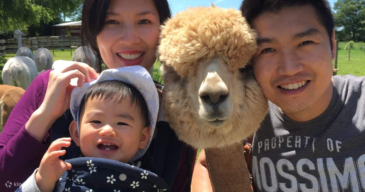 Cornerstone Alpaca Farm - Klook Singapore