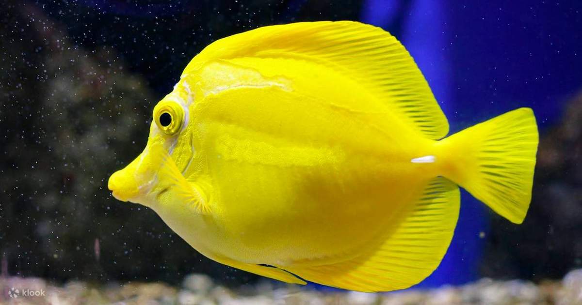Oniria aquarium in Paris - Klook Singapore