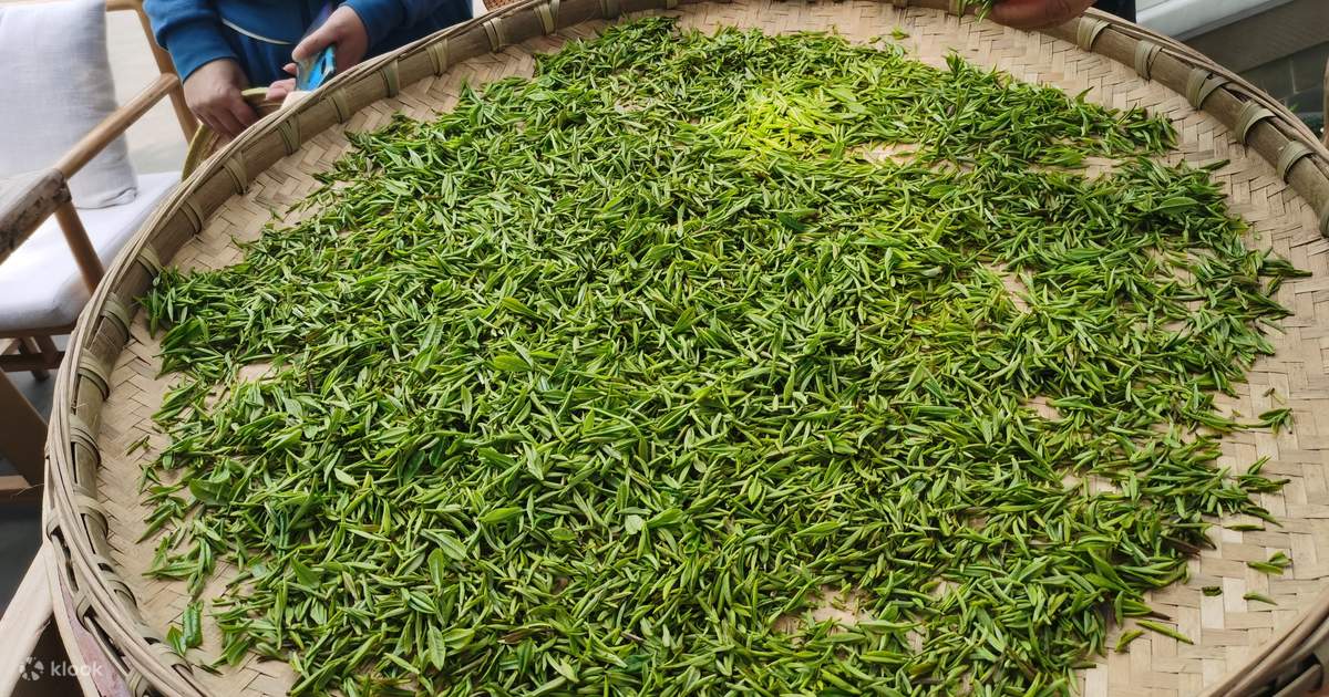 Tea Picking and Making Experience in Qingcheng Mountain, Chengdu - Klook