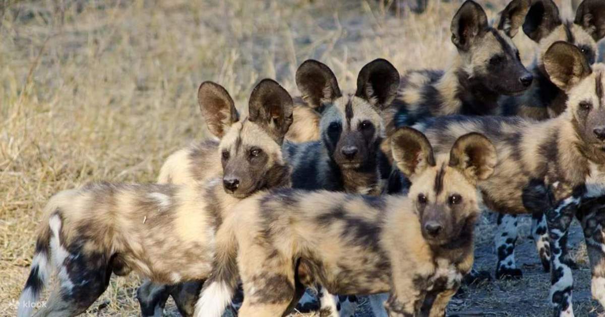 2 Day Safari Tour World Famous Masai Mara All Inclusive - Klook