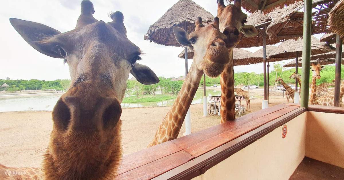 Buy Bangkok Safari World Tickets Online and Meet Exotic Animals - Klook