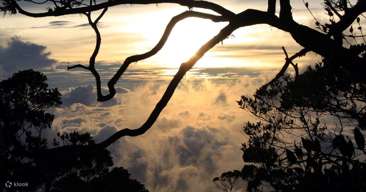 2D1N Kinabalu Jungle Adventure from Sabah, Malaysia - Klook Россия