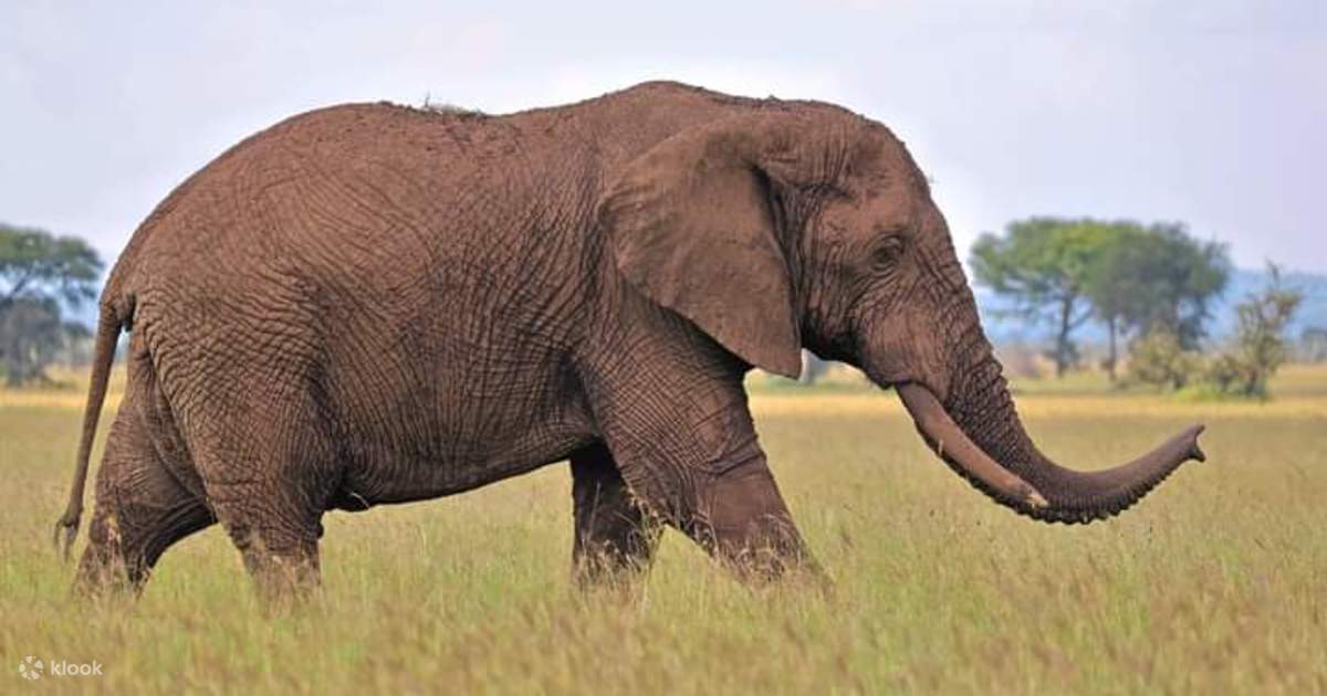Unforgettable 9-Day Kenya Safari: Amboseli, Nakuru & Maasai Mara - Klook