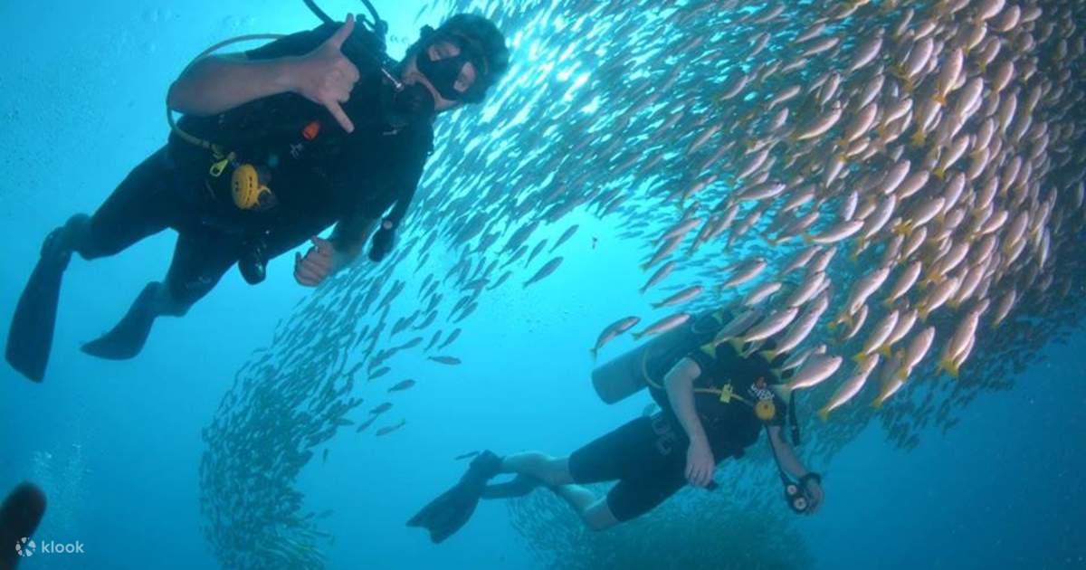 Experience an Unforgettable Morning Diving Adventure at Phi Phi Island ...