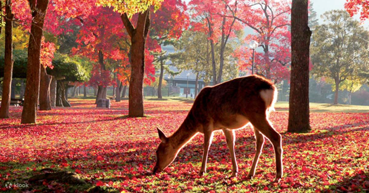 Kiyomizu-dera, Santuario di Fushimi Inari e Tour di un giorno al Parco ...