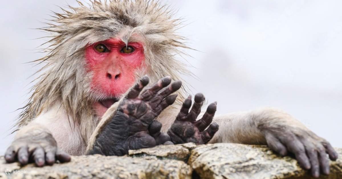 Jigokudani Monkey Park & Zenkoji Temple Private Day Trip - Klook