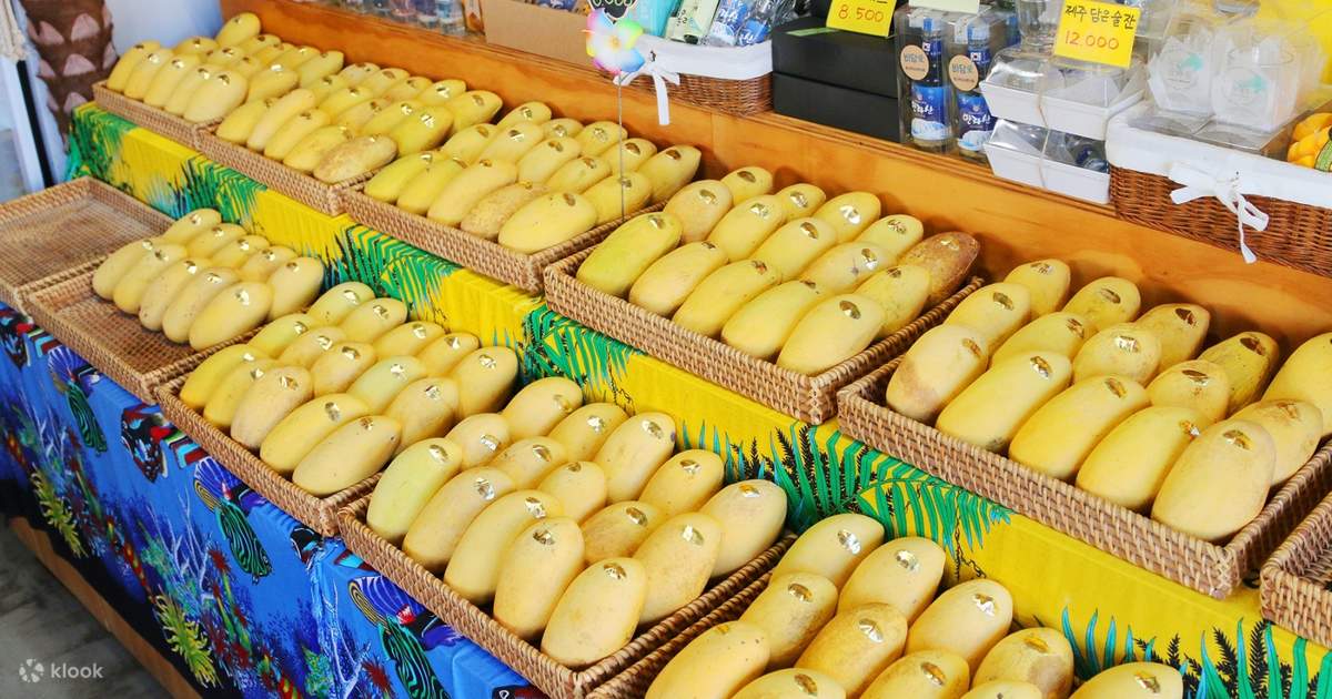 Mango Ray, Jeju - Klook Singapore