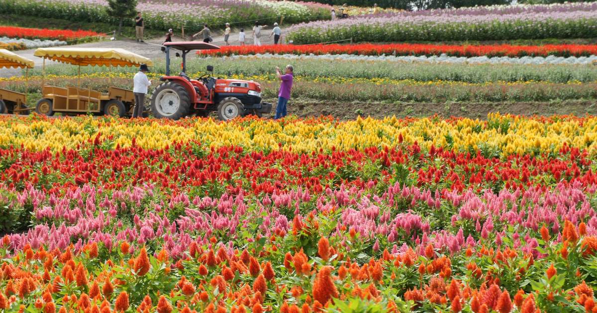 Hokkaido Biei Furano Lavanda Day Tour - Klook Stati Uniti