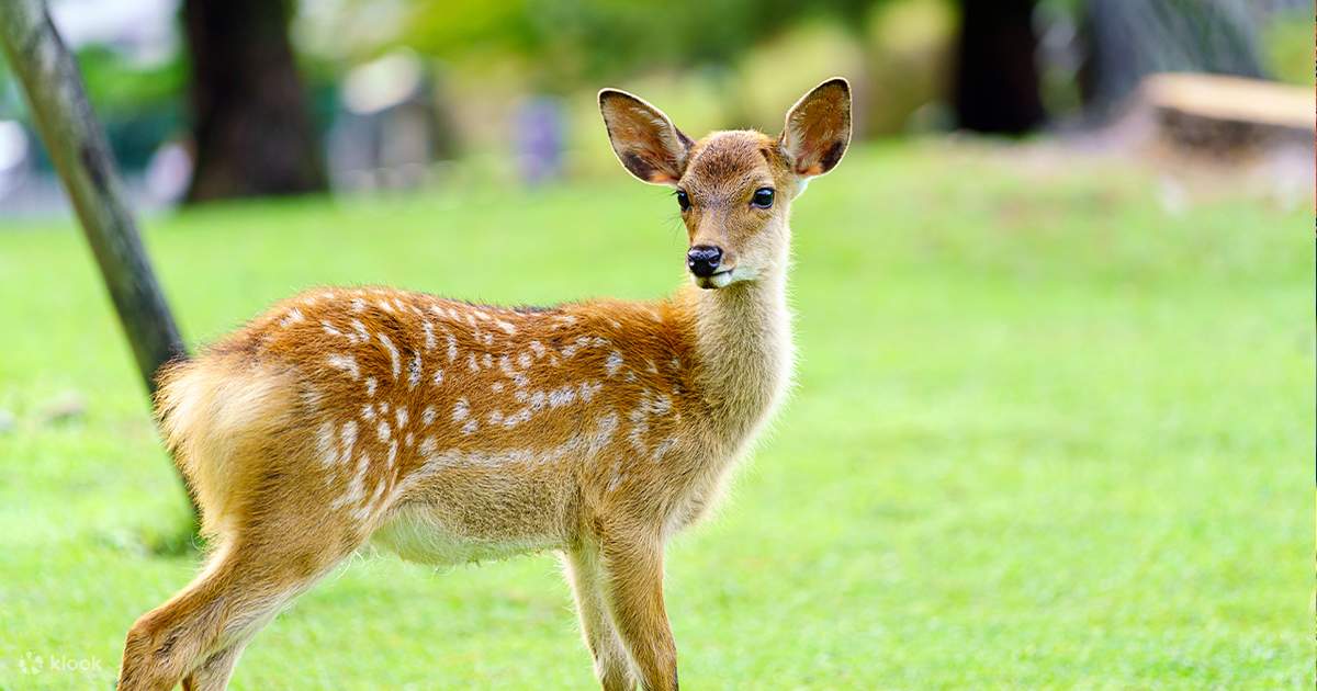 Kyoto Nara Moe Deer Line A - Klook United States