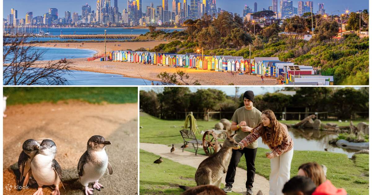 Penguin Parade, Maru Koala Animal Park & Brighton Bathing Boxes - Klook ...