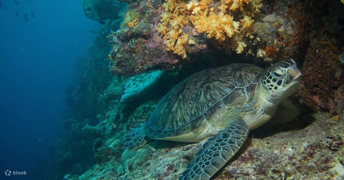 Penyelam Air Terbuka Termaju PADI di Borneo dengan Pusat Menyelam 5 ...
