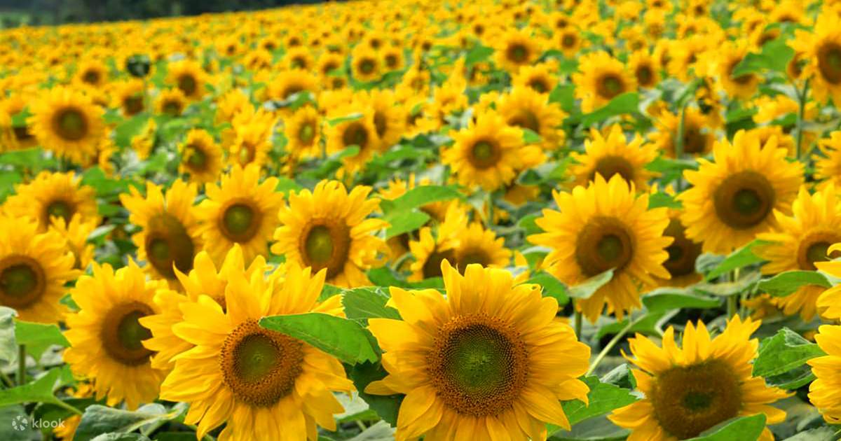 Asahiyama Zoo & Hokuryucho Sunflower no Sato & Mitsui Outlet Park ...