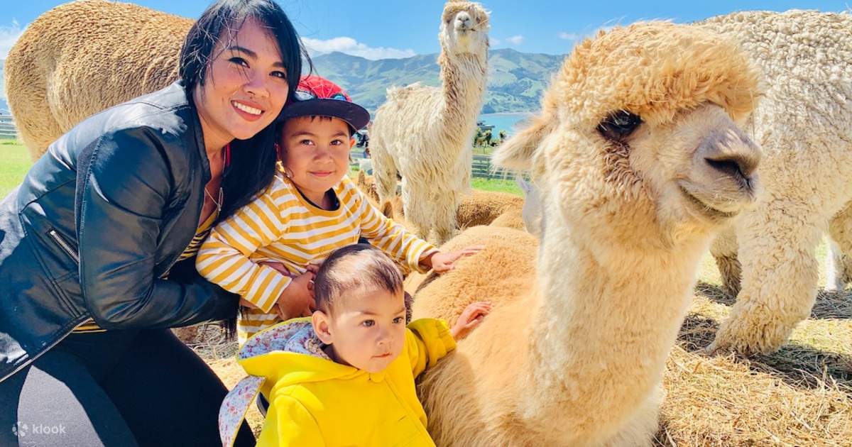Akaroa Shamarra Alpaca Farm Tour - Klook