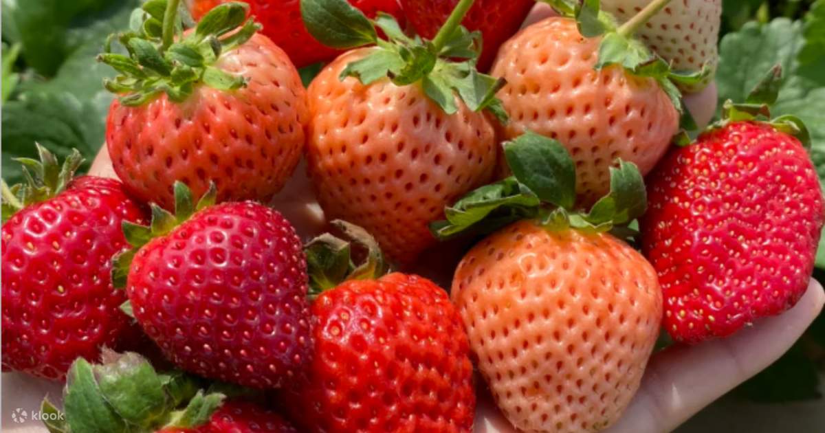 One-day strawberry picking tour in Saga, Kyushu | Arita Ceramic Park ...