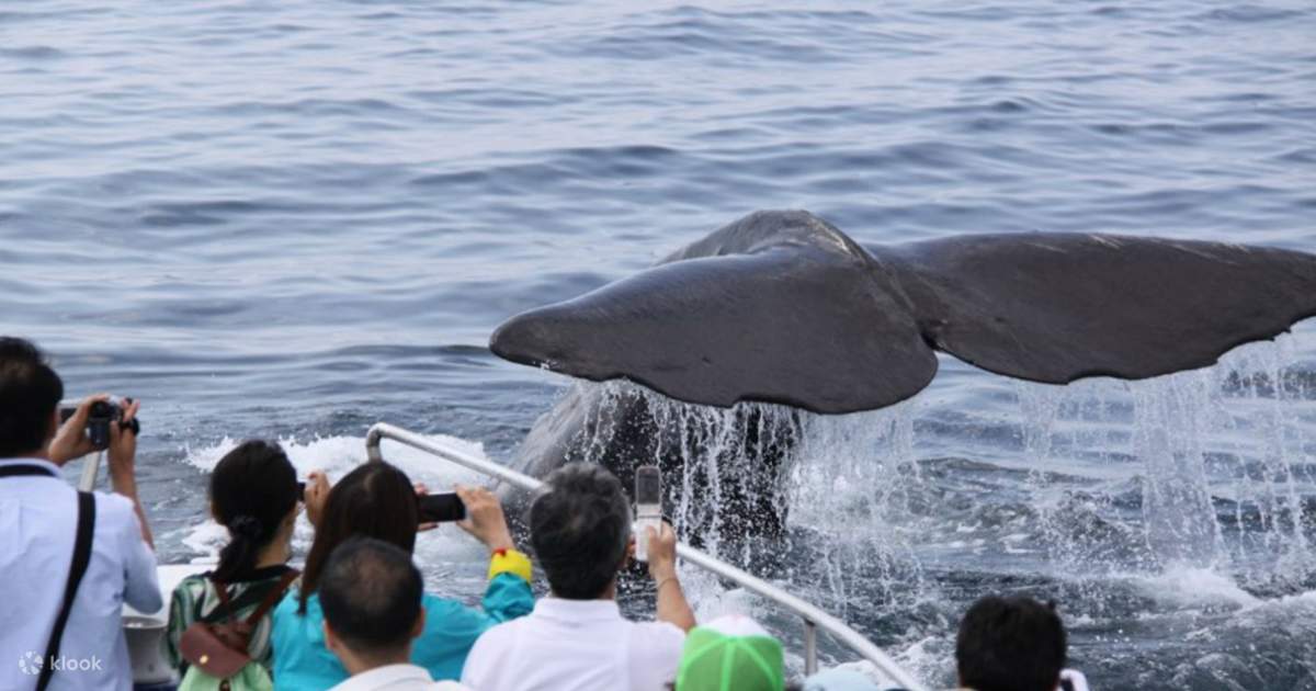在线预订海上观察野生海豚、虎鲸和鲸鱼的游轮 Klook客路