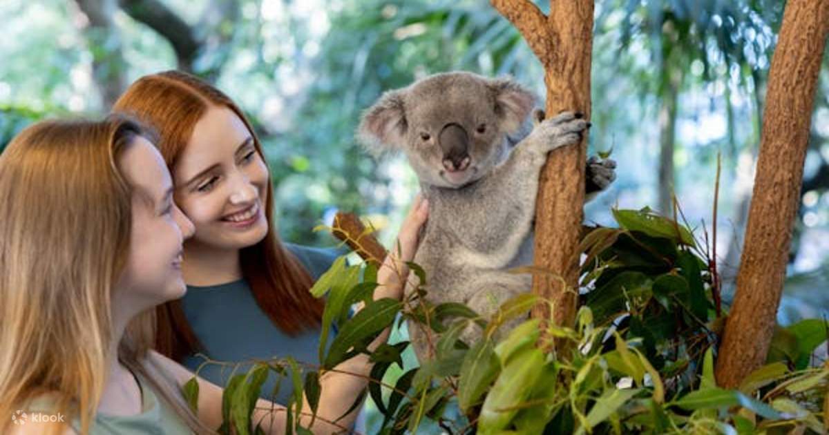 Brisbane Koala And City Panorama Chinese Day Tour - Klook