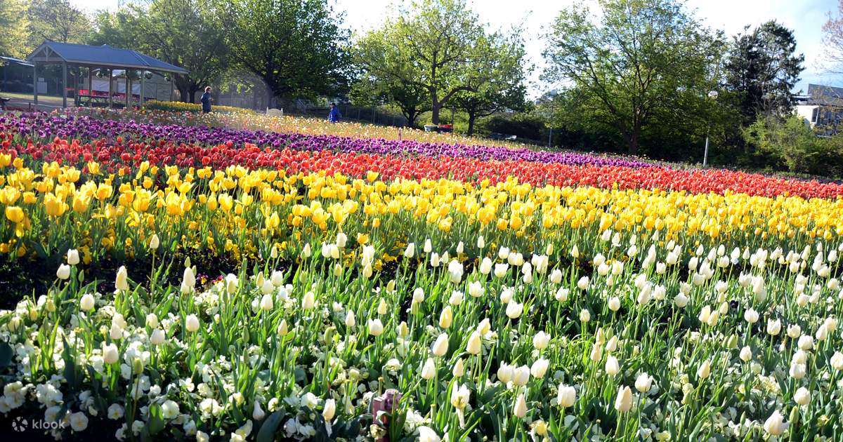 Canberra Floriade Flower Festival Day Tour from Sydney - Klook Australia