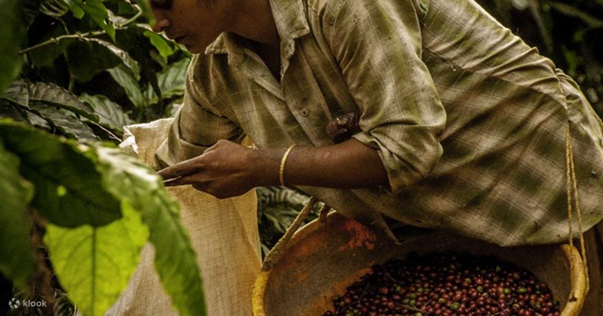Coorg Coffee Plantation Tour - Klook India