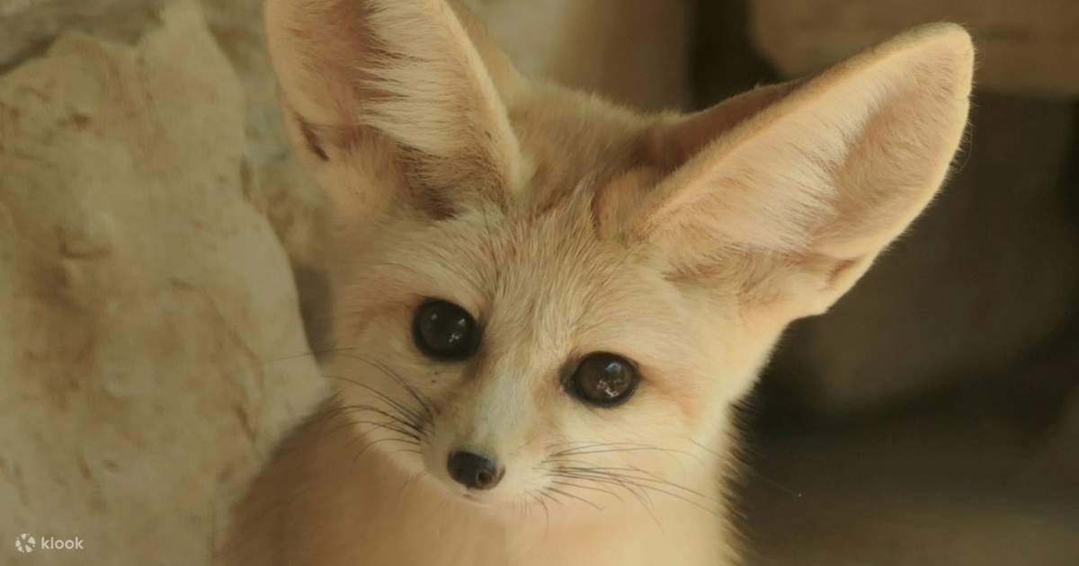 ZOA Parc ticket in Sanary-sur-Mer - Klook