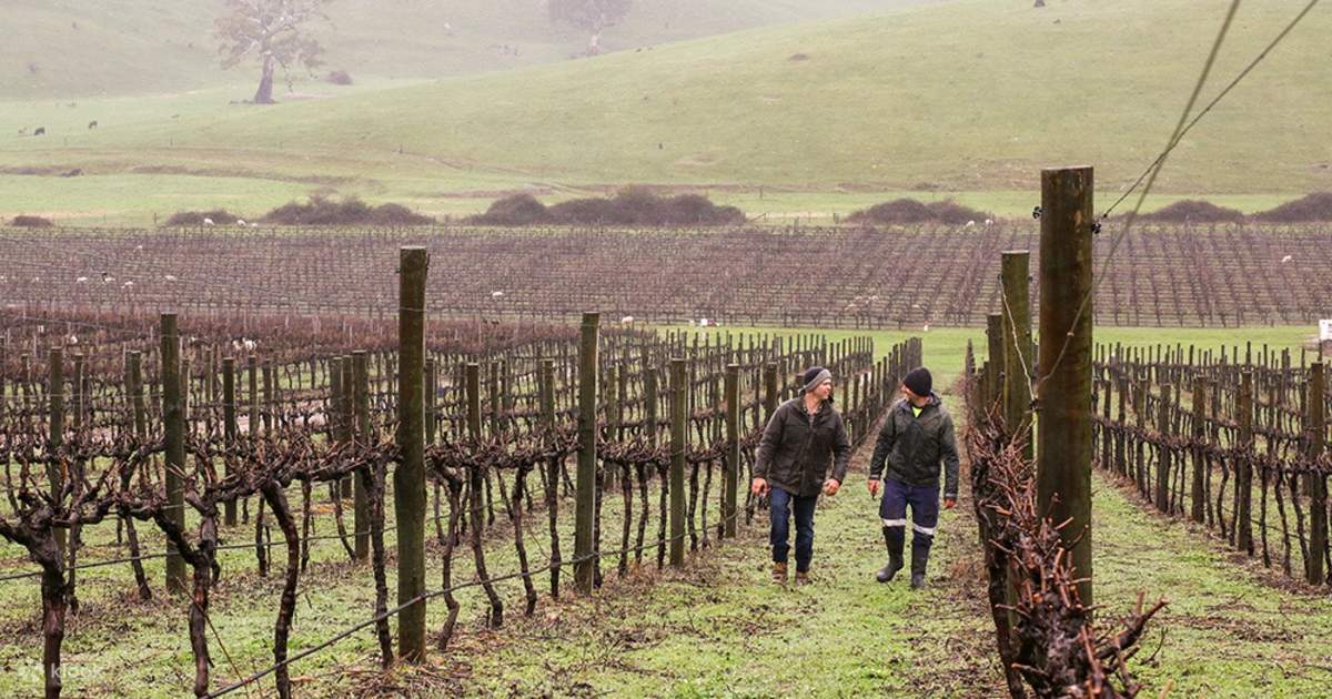 From Vine to Wine: Vineyard Experience at Amadio Wines - Klook