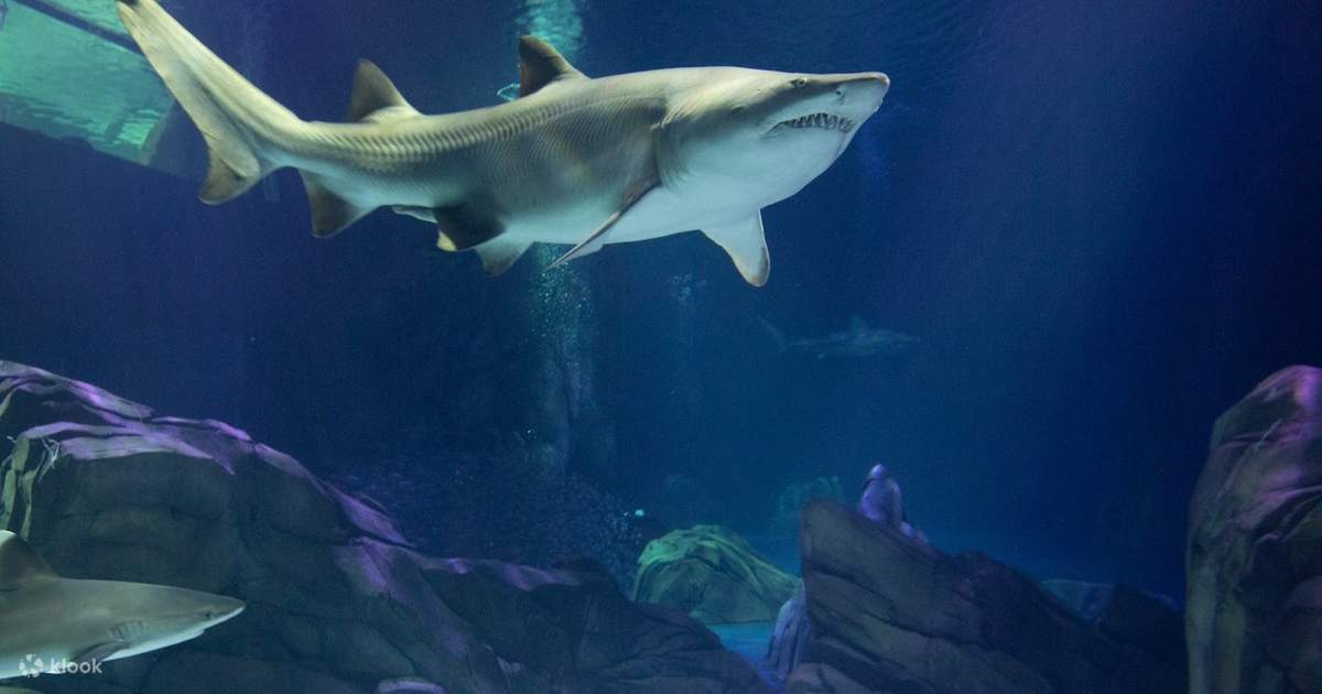 Admisión al acuario de Georgia en Atlanta - Klook Estados Unidos
