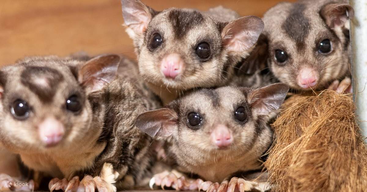 Pertemuan Tupai Glider di Zoo Renjer Red - Klook Amerika Syarikat