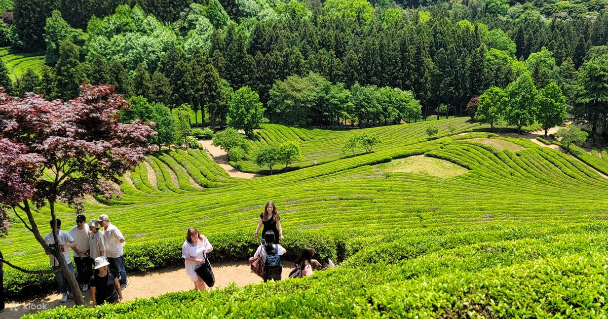Boseong Tea Plantation & Suncheon National Garden[Train+Bus] - Klook ...