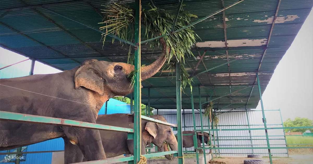 Explore Agra Wildlife SOS With Taj Mahal Sunrise Or Sunset - Klook ...