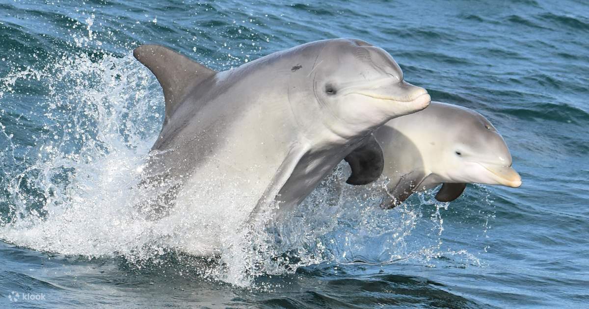 Mandurah Dolphin and Scenic Canal Cruise Trip from Perth - Klook Malaysia