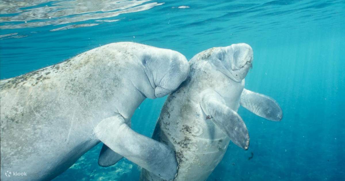 Nagez avec l'excursion d'une journée du lamantin avec transport depuis ...