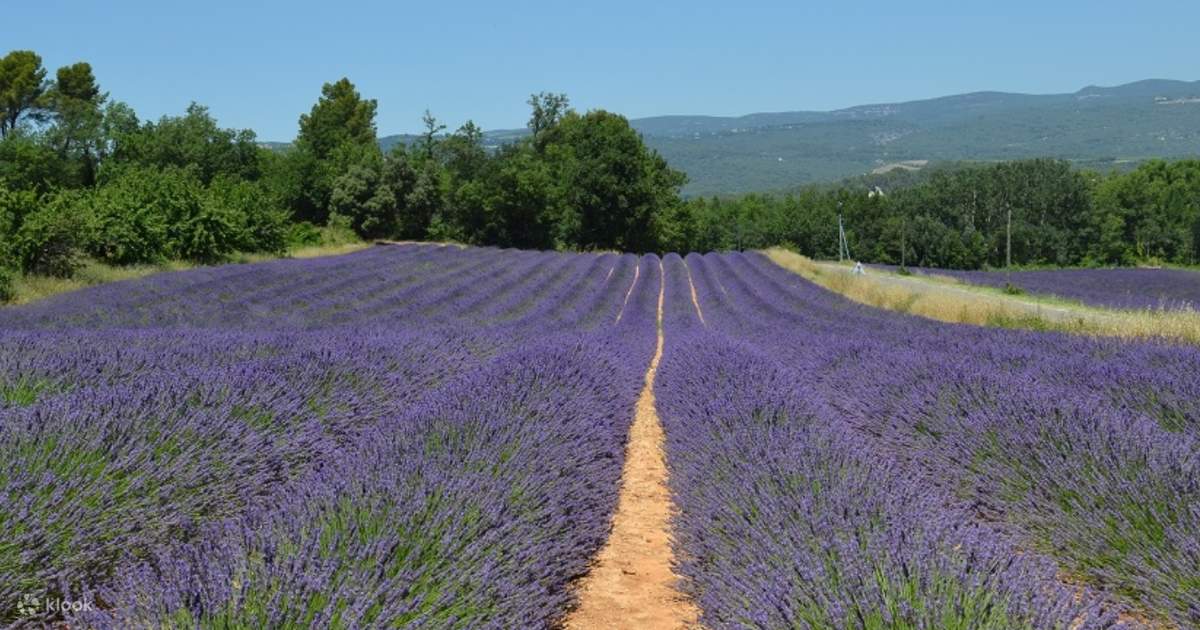 Sault Lavender Full Day Tour from Marseille - Klook