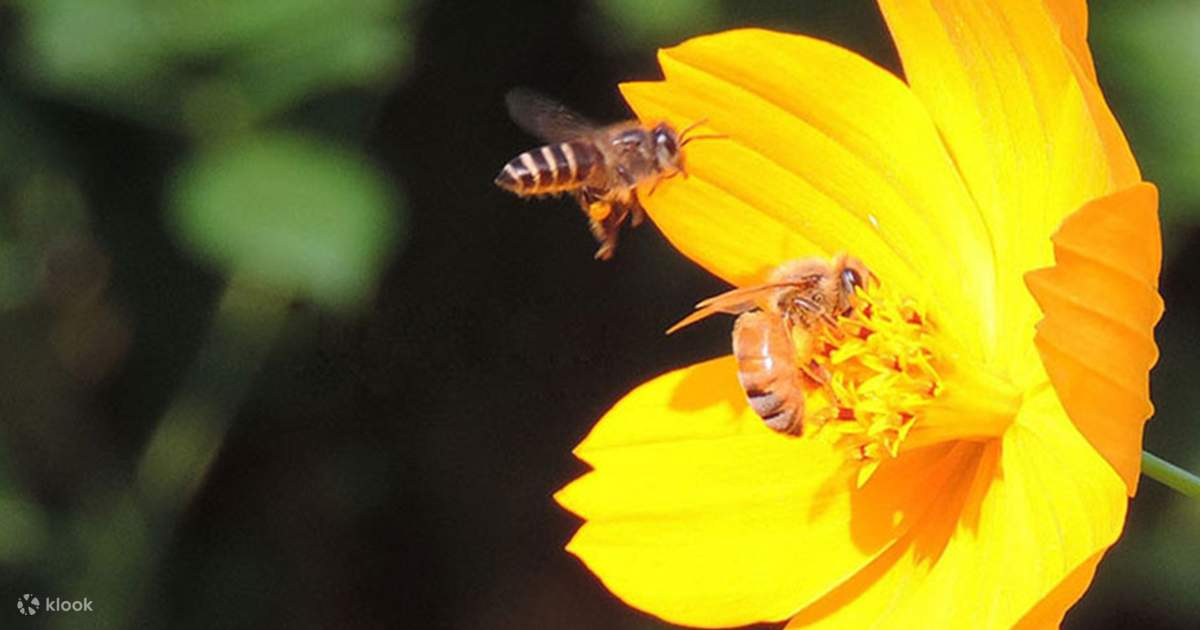 1 Hour Milea Bee Farm Tour E-Ticket in Batangas - Klook Philippines