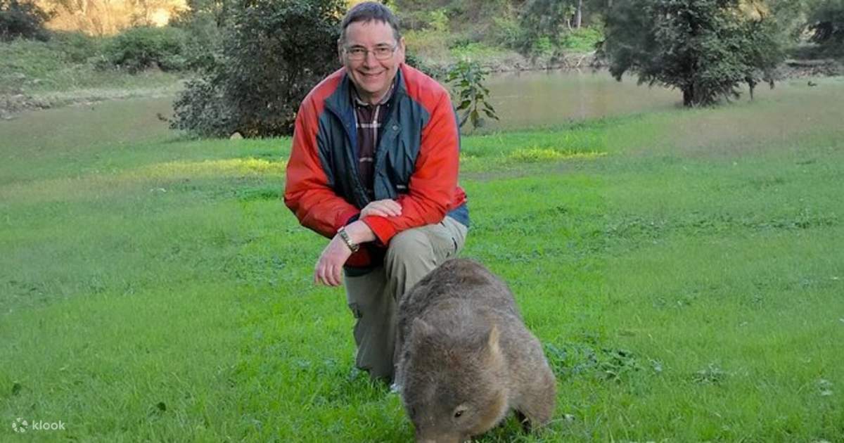 Wombat and Kangaroo Wildlife Tour from Sydney - Klook