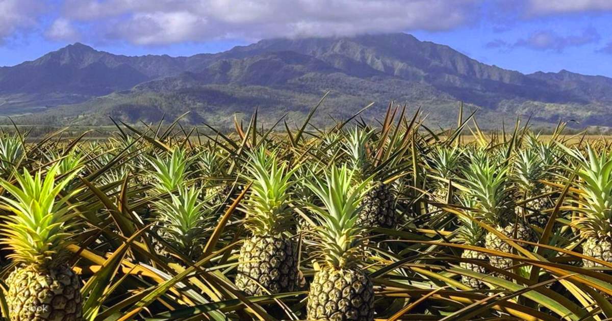 Excursión de día completo a la plantación de piñas Dole de Oahu para ...