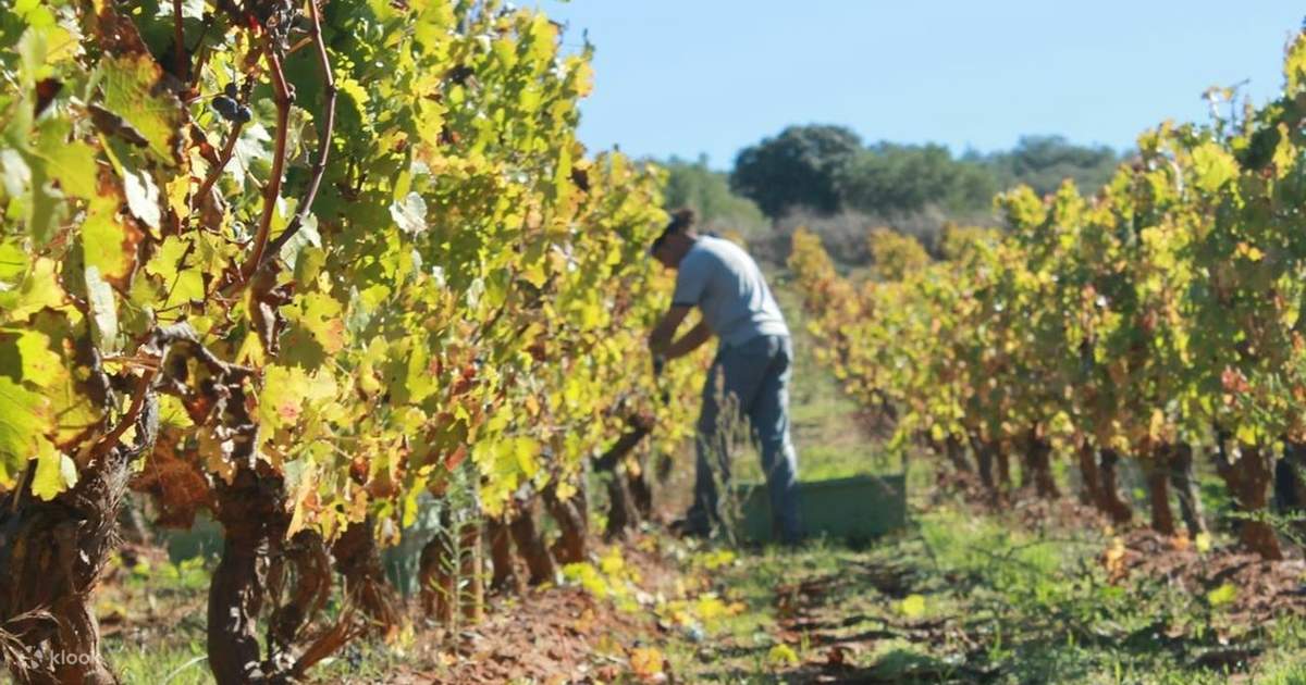 Vineyard tour with wine tasting or lunch in Ronda - Klook Philippines