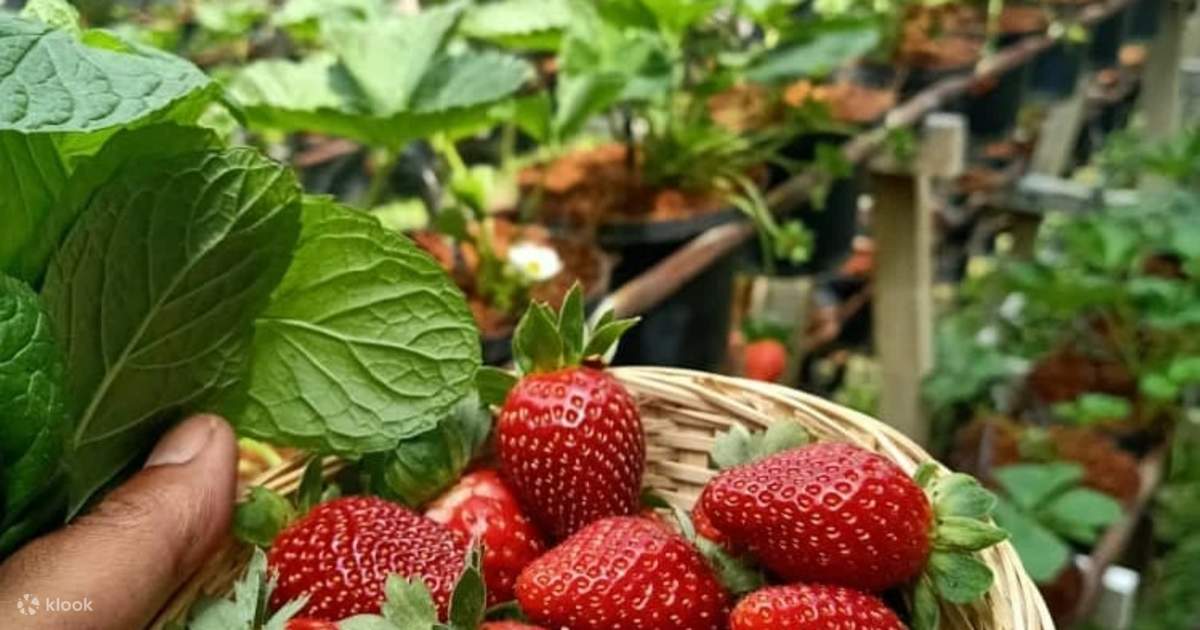 Cameron Highlands Day Trip from Ipoh - Klook, Vereinigte Staaten